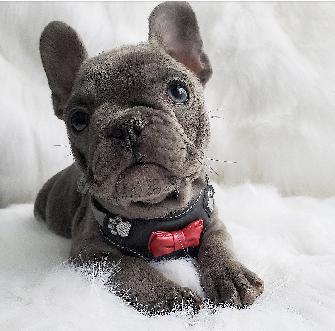 What comes with your Rad Frenchies puppy? – RAD frenchies