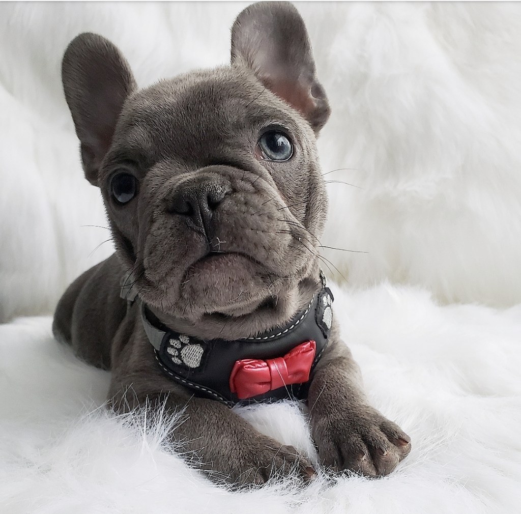 What comes with your Rad Frenchies puppy? – RAD frenchies