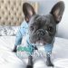 RAD frenchies – Reputable French Bulldog Breeder Ontario Canada