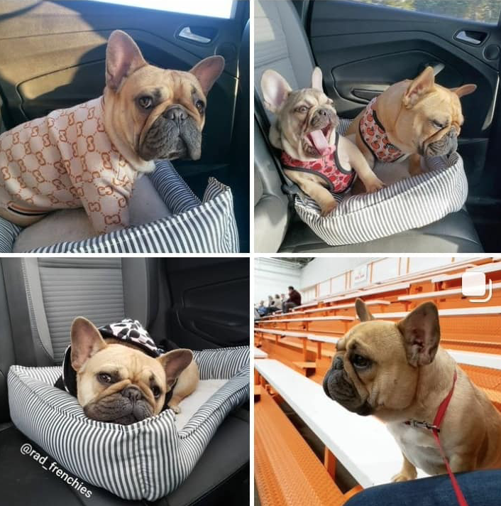 Available Puppies – RAD frenchies