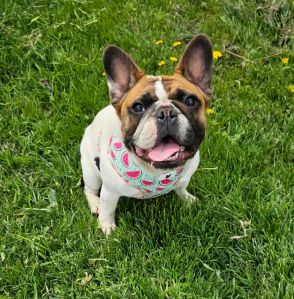 Meet The Parents for Spring 2025 – RAD frenchies