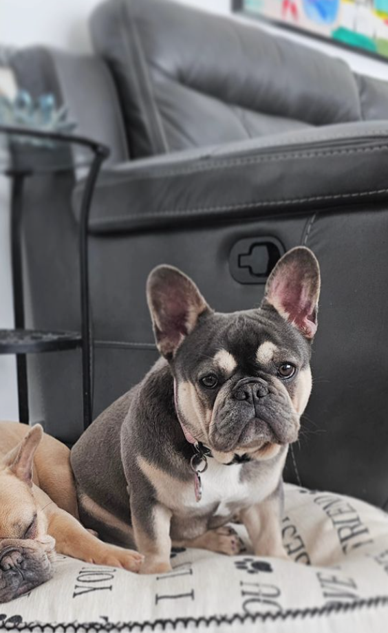 Meet The Parents for Fall 2025 – RAD frenchies