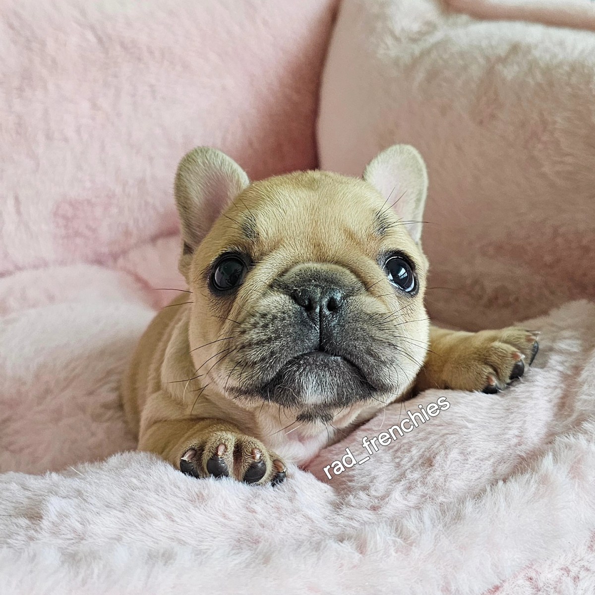 RAD frenchies – Reputable French Bulldog Breeder Ontario Canada