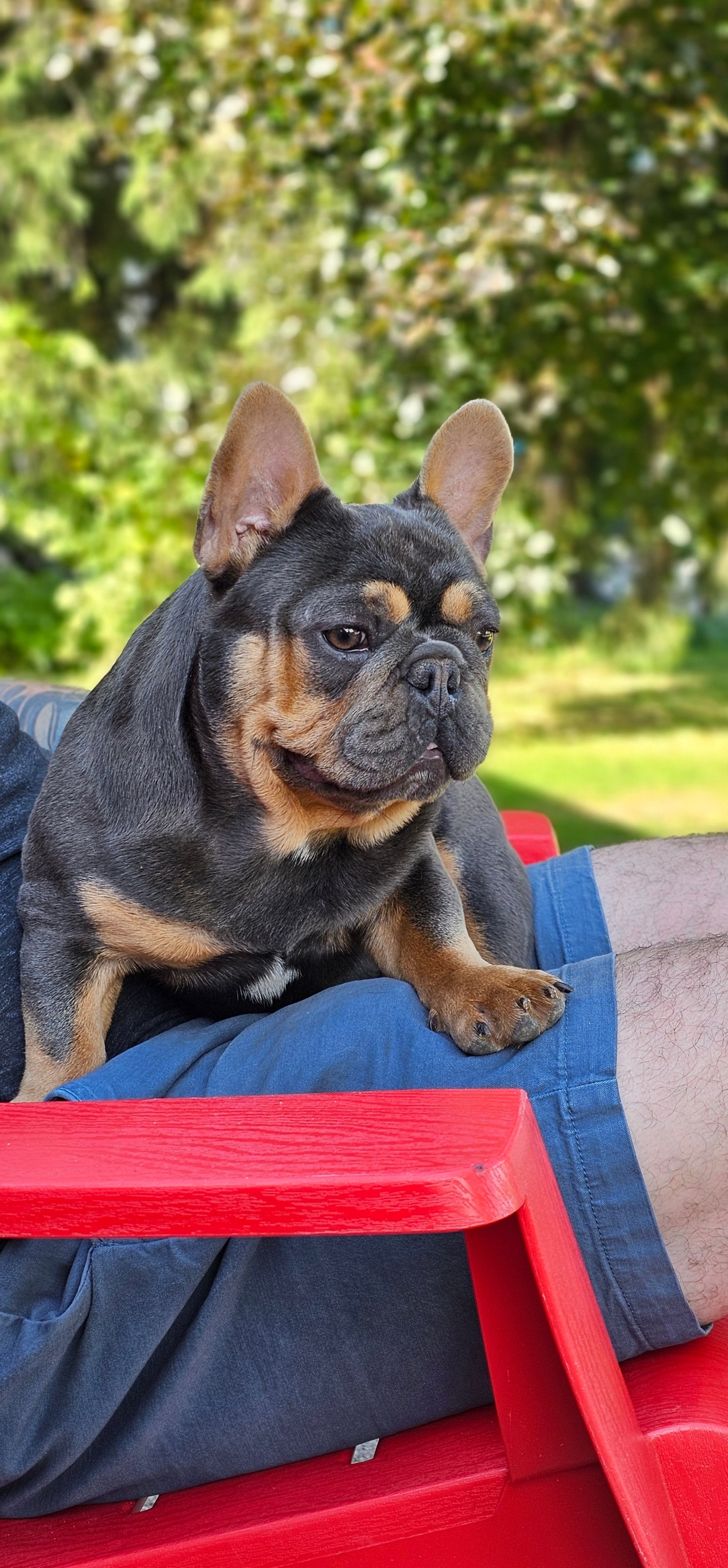 Meet The Parents for Fall 2025 – RAD frenchies