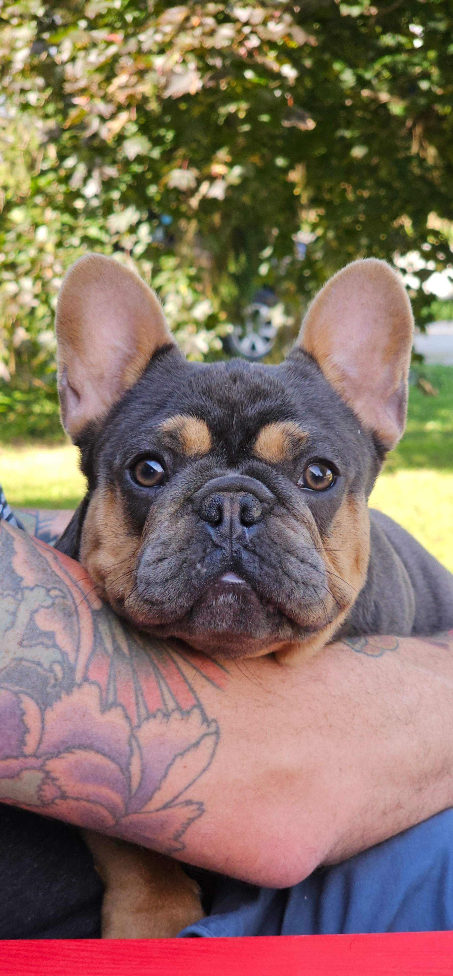 Meet The Parents for Fall 2025 – RAD frenchies